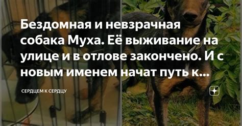 Бездомная и невзрачная собака Муха Её выживание на улице и в отлове закончено И с новым именем