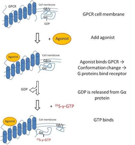 Sulfur 35 Gtp Binding Assays Revvity