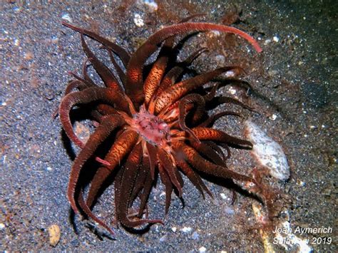 The Mysterious Sea Anemones Types And Care