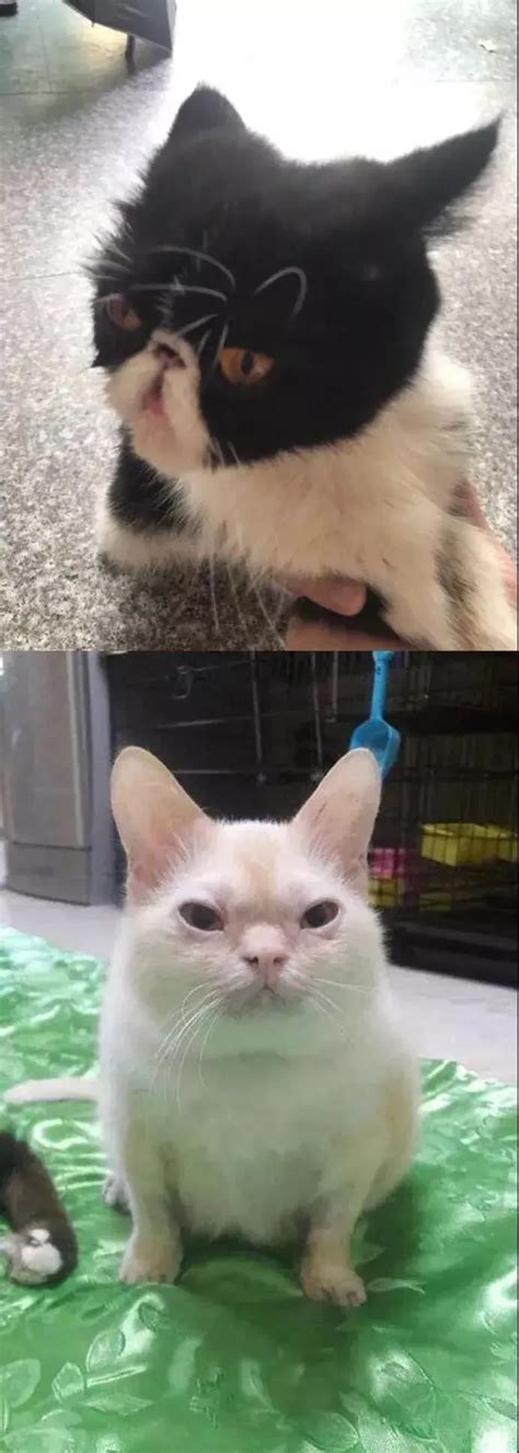 这么丑的猫我也是第一次见 知乎