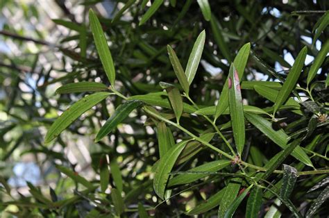 Podocarpus Neriifolius Podocarpaceae