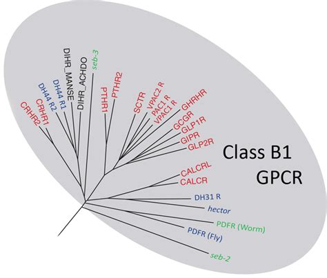 Rhythmic Control Of Activity And Sleep By Class B1 Gpcrs Pmc
