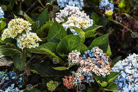 Falling Hydrangeas Flowers In The Garden At Da Lat Vietnam Beautiful