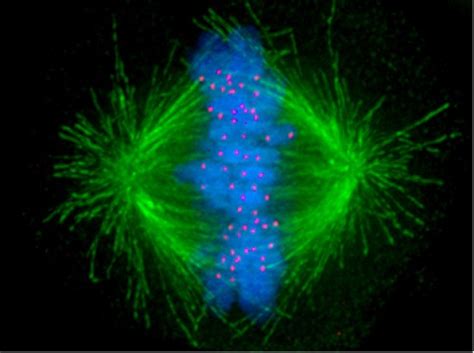 Difference Between Centromere And Kinetochore Definition Structure