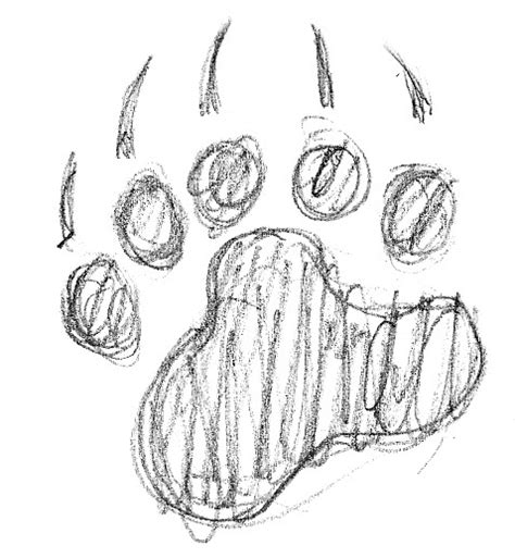 Carefree Artist Cancer Bears And Fierce Compassion And Drawing
