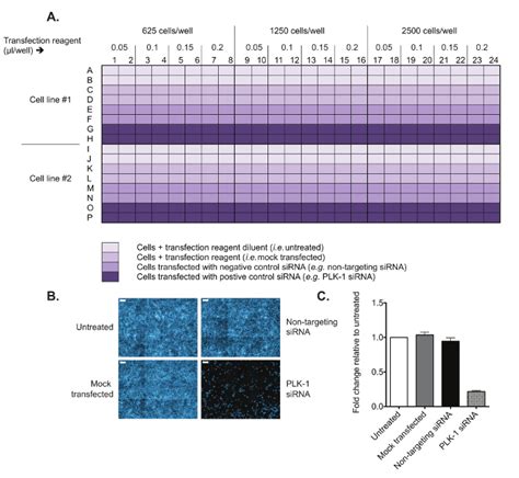 Genome Wide RNAi Screening To Identify Host Factors That Modulate Oncolytic Virus Therapy Protocol