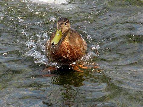 多摩川の野鳥 多摩の虎視