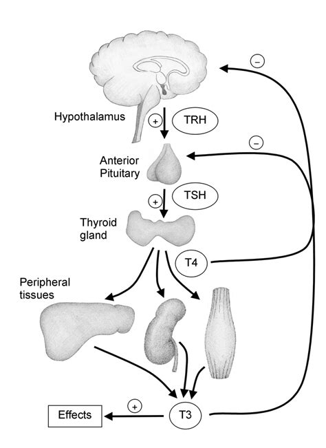 Simplified Concept Of The Hypothalamic Pituitary Thyroid Axis And Its