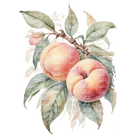 14 Peach Clipart Watercolor Peach Clipart Peaches Clip Art