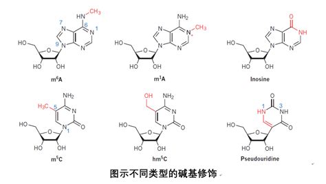 Rna 核酸碱基修饰质谱检测 代谢组学 脂质组学 上海敏心生物科技有限公司