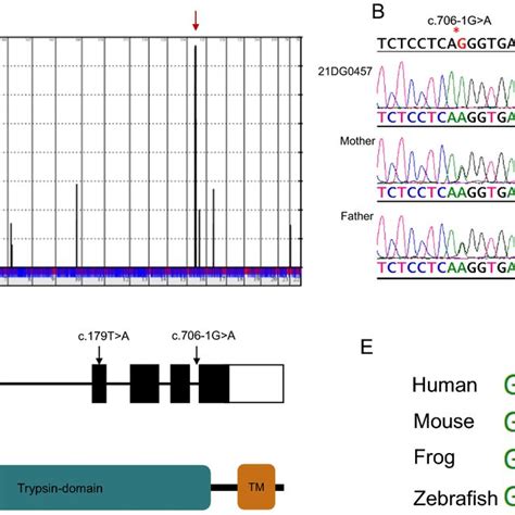 A Genomewide Linkage Analysis Of Both Families Revealing A Locus On Download Scientific Diagram