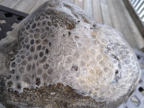 Crazy Fossil Conglomerate I Found Rpics