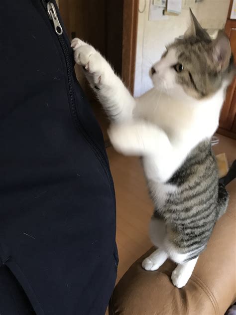 てるえばあちゃん On Twitter じいちゃんちょっと座って。もしかしてメメの狙いはじいちゃんのチャックではなかろうか。