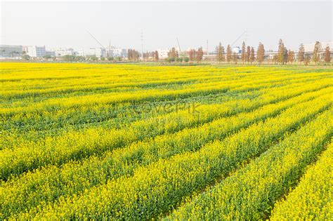 봄의 유채꽃밭 사진 무료 다운로드 Lovepik