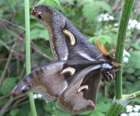 Epiphora Cf Vacuna Intermedia — “dark Moon Emperor” Welcome Visitor