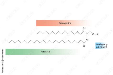 Diagram Showing Schematic Molecular Structure Of Sphingolipid Including Fatty Acid Head Group