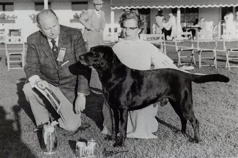 Where Do Labradors Originate From Vet Advises