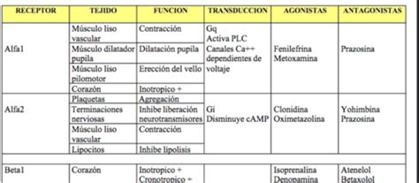 Fichas De Aprendizaje Feocromocitoma Paraganglioma Quizlet