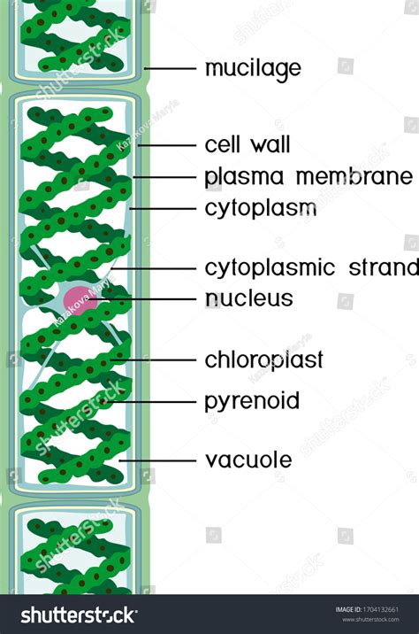 Spirogyra Algae Labeled