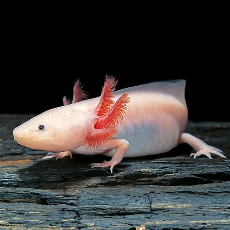 Axolotl Mexický Robimaus Chovatelské Potřeby