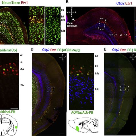 molecular and projection identity delineate sub layers of deep mec a