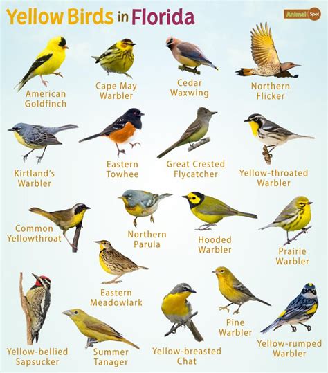 A Guide To Identifying Yellow Birds In Florida Birds Yellow Bird Beautiful Birds