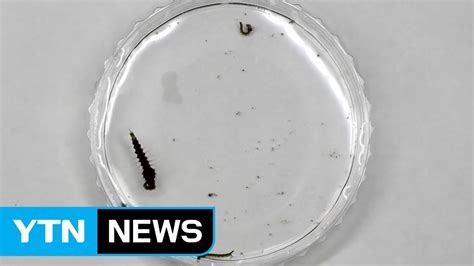 모기 잡는 모기로 지카·뎅기 예방한다 Ytn Youtube