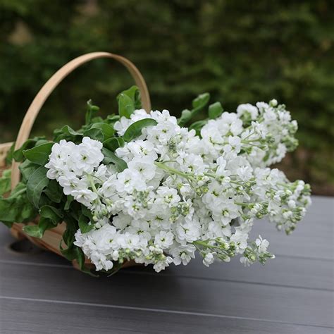 Buy Traditional Field Grown Column Stocks Avalanche White Matthiola Incana Avalanche Delivery