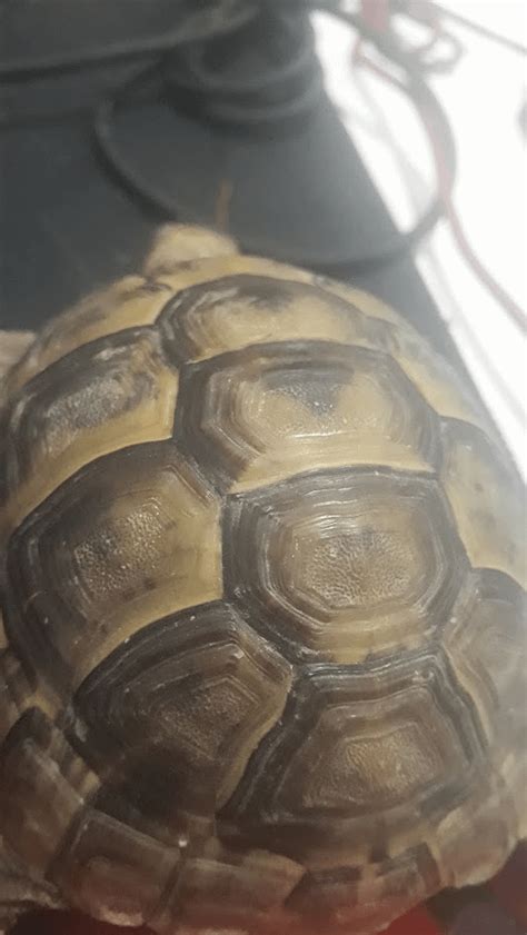 Identification R Turtle