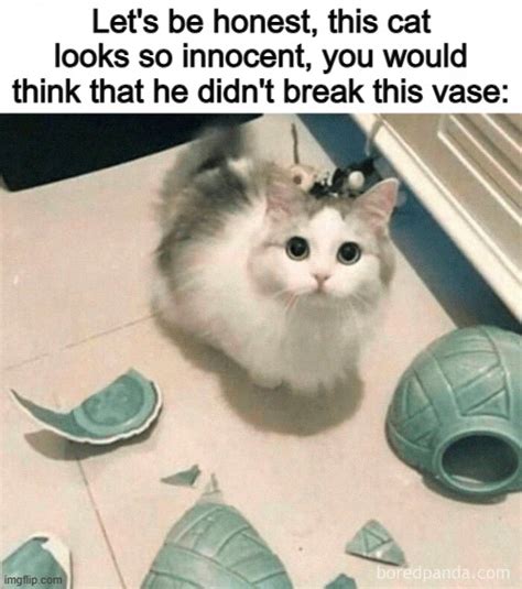 Creepy Cat Doll Memes