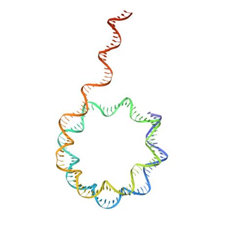 Rcsb Pdb 8vfz Cryo Em Structure Of Foxa1 In Complex With Albn1