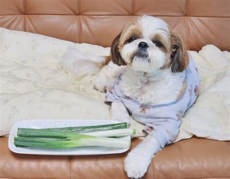 강아지 파 대파 강아지가 먹으면 안되는 음식 체크해요 네이버 블로그