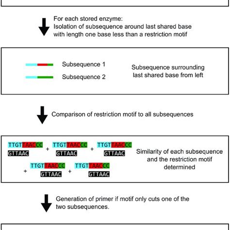 CAPS DCAPS Markers Can Distinguish Alleles But Output Of DCAPS Finder Download Scientific