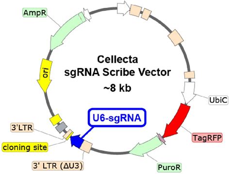 Crisp Seq Barcoded Sgrna Libraries Perturb Seq Crop Seq Cellecta