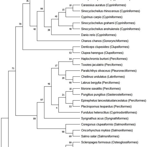 Phylogenetic Tree For Coding Sequence Of βtsh From 37 Fish Species The