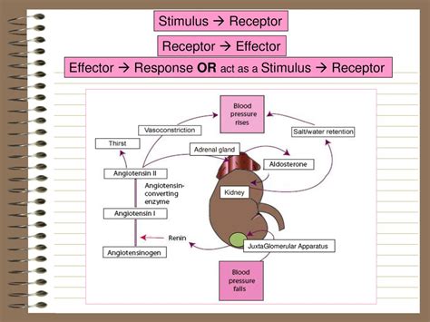 The Endocrine System Controls Many Body Functions Ppt Download