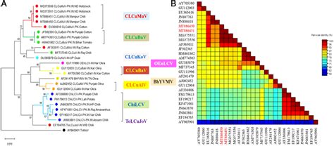 Phylogenetic Relatedness And Color Coded Matrix Of Pairwise Similarity