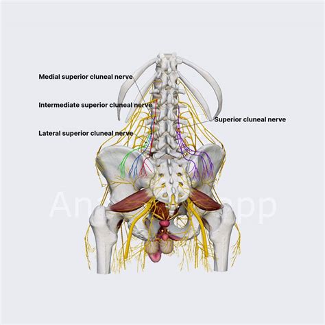 Superior Cluneal Nerves Superior Gluteal Cutaneous Nerves Anatomy App
