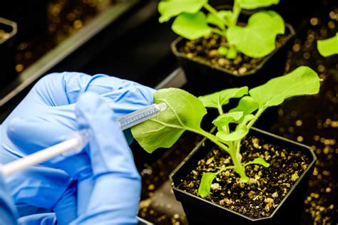 Scientists Genetically Engineer Plants To Yield More Vegetable Oil Trueviralnews