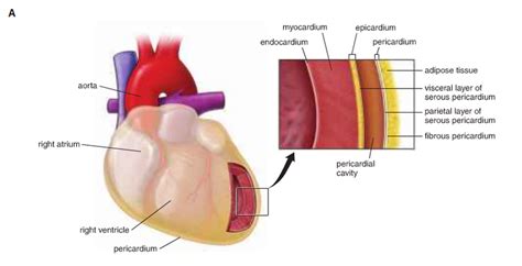 The Histology Cardiovascular System