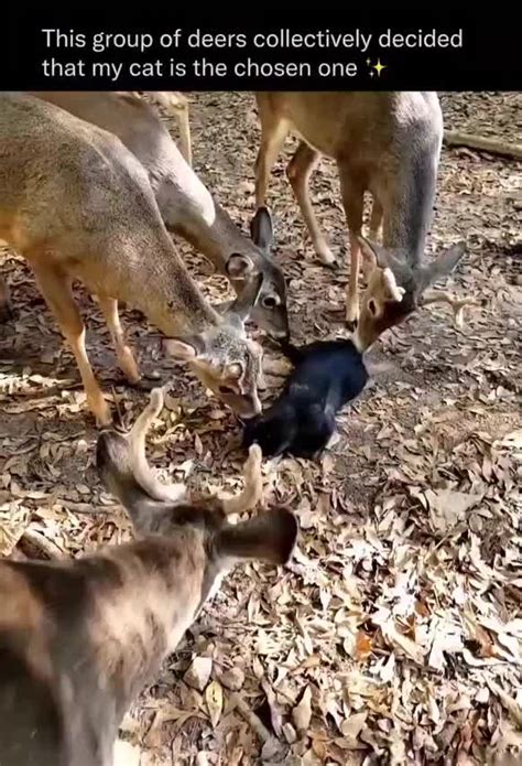 Relax This Is A Deer Uxe Grooming Package Album On Imgur