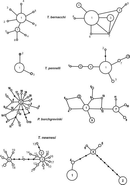 Unrooted Networks Constructed By Statistical Parsimony Reconstructing Download Scientific