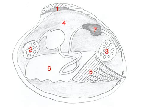 Clam Dissection Diagram Quizlet