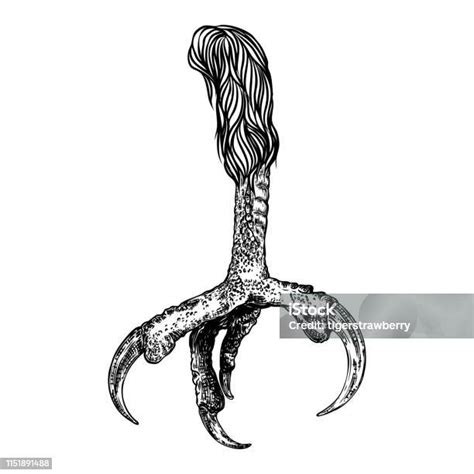 새 독수리 발 양식에 일치 시키는 그림입니다 장식 그려진 까마귀 발 호크 레그 토템 마법의 주문 공급 손으로 그리는 흑백 주술의 의식 부두 속성 할로윈에 대 한 그림입니다