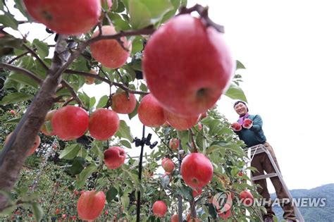 추석용 홍로 사과 수확 연합뉴스