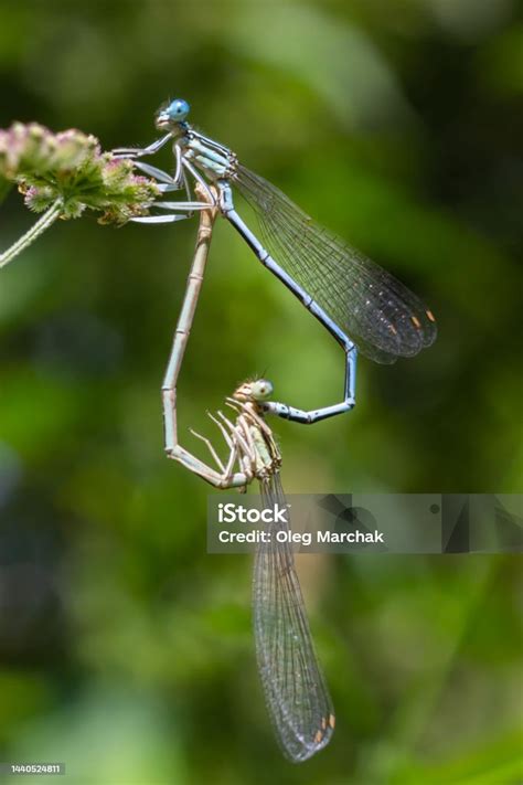 두 개의 깃털 잠자리의 클로즈업 Platycnemis Pennipes 짝짓기 그들의 몸과 심장을 형성 푸른 잔디 위에 실잠자리에 대한 스톡 사진 및 기타 이미지 Istock