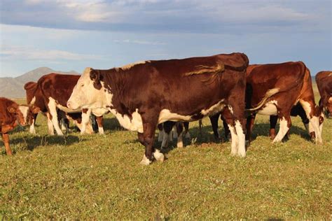 Ховд аймгийн цөм сүргийн үржлийн төв