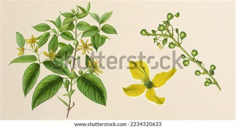 11 Gymnema Sylvestre Extract 图片、库存照片和矢量图 Shutterstock