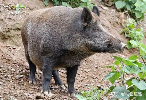 400斤野猪出没,农民干活被拱翻,遭遇野猪该如何应对? 知乎 400斤野猪出没,农民干活被拱翻,遭遇野猪该如何应对? 知乎