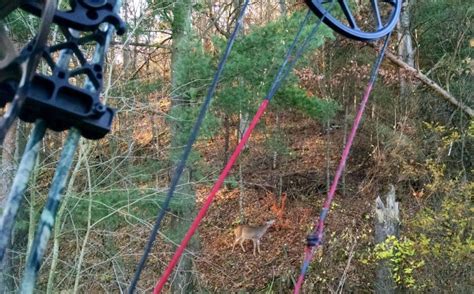 What Is Deer Bedding At Mike Gloss Blog